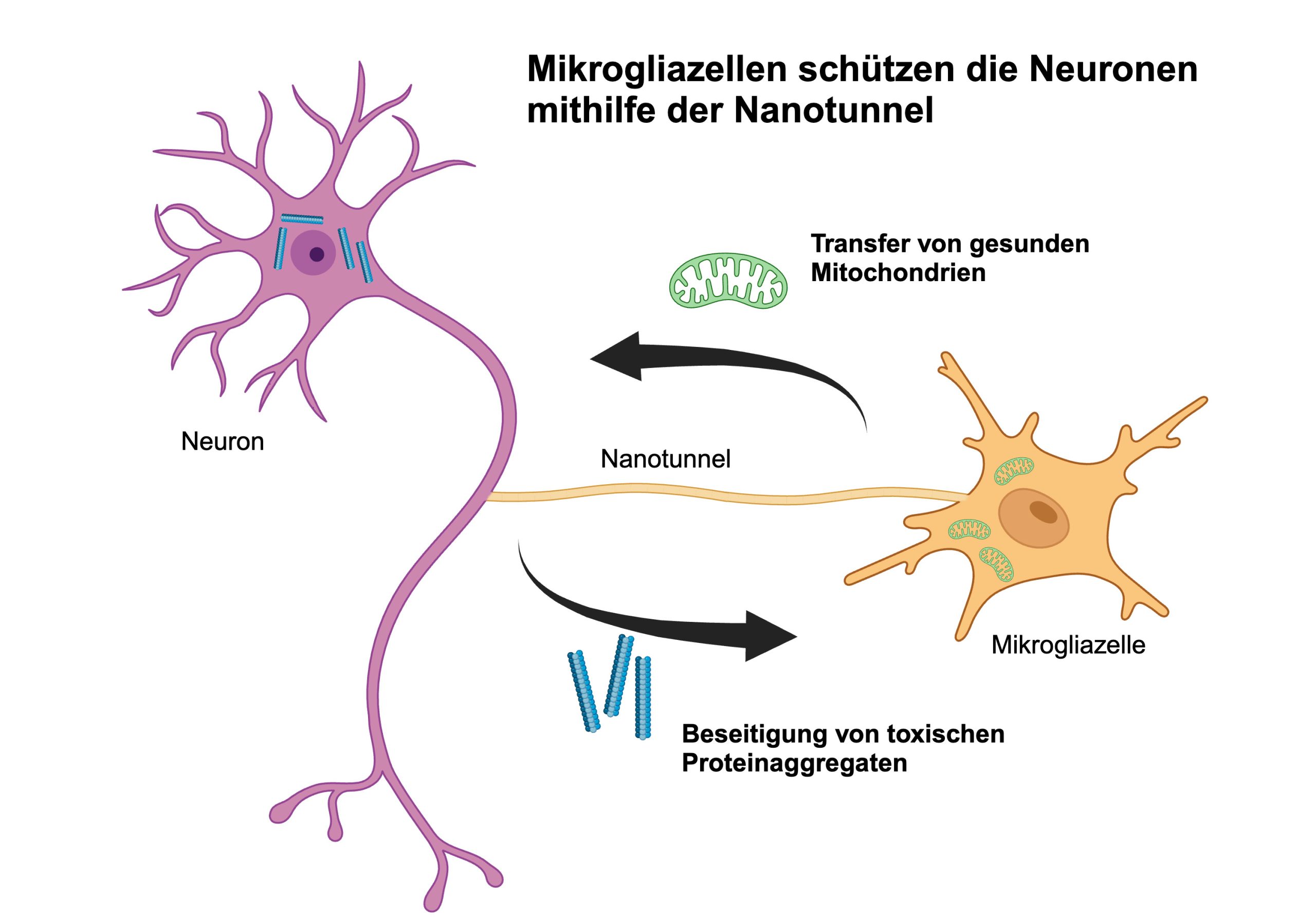 Diagramme De Neurone Neuron Anatomie Illustration Diagramm Im
