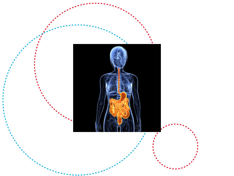 Transmission of microbes along the digestive tract - LCSB - Université ...