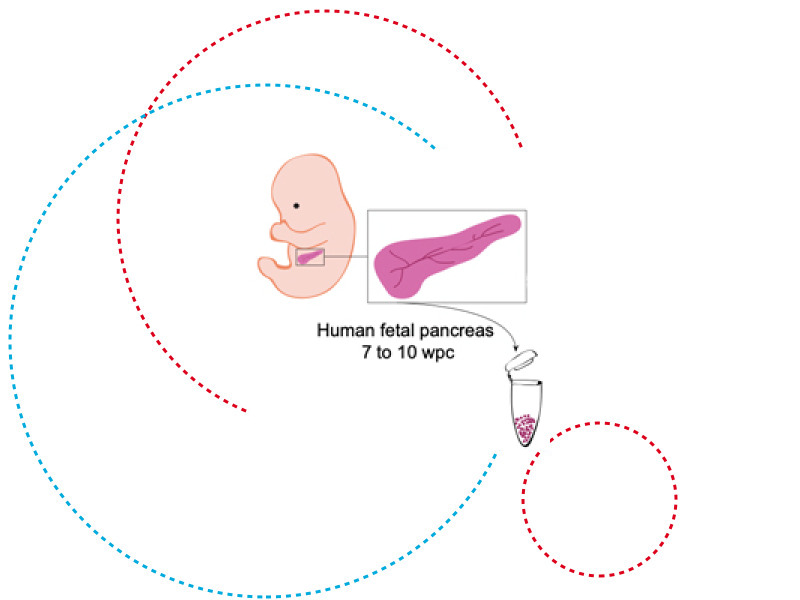 New miniature organ to understand human pancreas development - LCSB ...