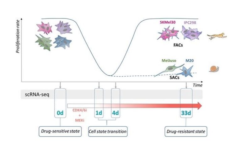P2RX7 is an indicator of early drug response in NRAS-mutated melanoma ...