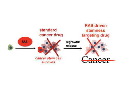Research - Cancer Cell Biology and Drug Discovery - FSTM - University ...