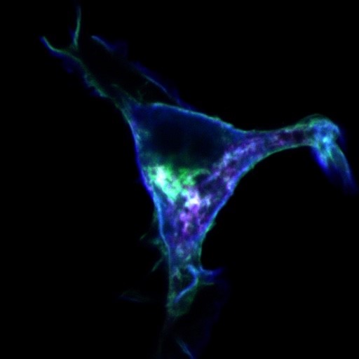 Understanding structure and spatio-temporal regulation of Braf, Spred1 ...