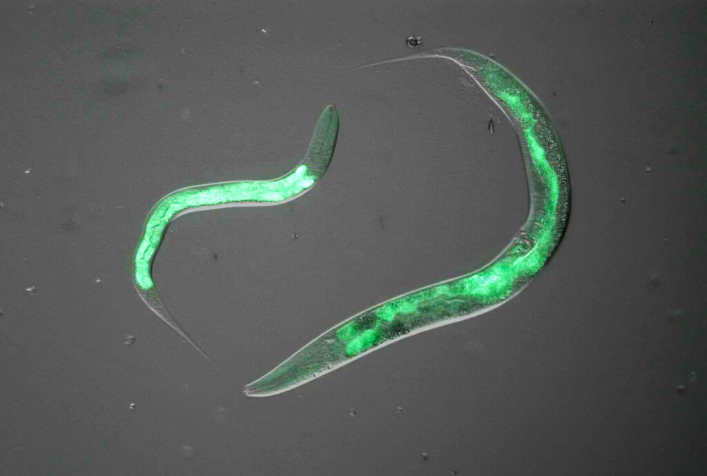 Research - Gene Expression and Metabolism - LCSB research group I ...