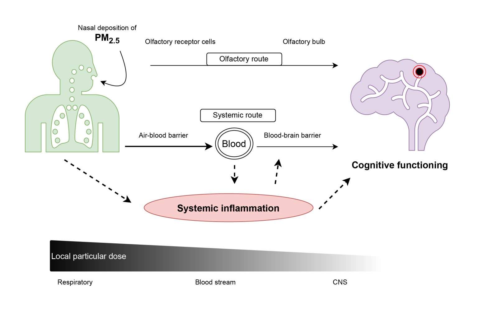 The hidden role of air pollution in cognitive decline I Uni.lu